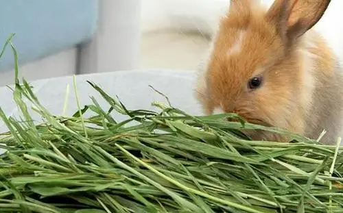 大麦草可以当兔子的主食吗？兔子能吃哪些草？