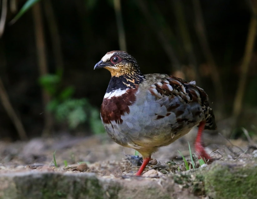 “鹧”字不读zhé ，也不读shù，它的正确读音你知道吗？网友：涨知识了！