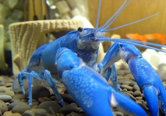 龙虾中的“阿凡达”——蓝魔虾的神秘身世