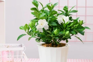 一见钟情的“4种花”，买时心疼，养过才知道有多美